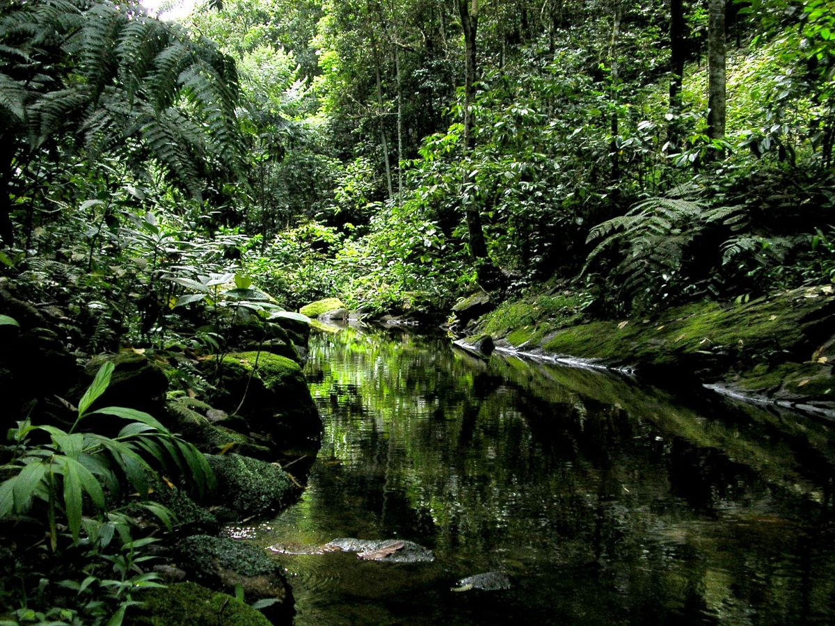 Serra do Baturité, uma riqueza cearense - Ymbu Agroflorestal